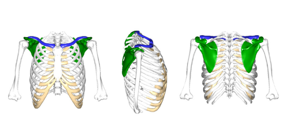 shoulder-girdle-anatomy-quiz-test-proprofs-quiz